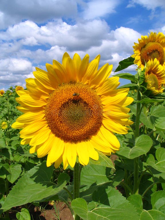 181 Sunflowers Different Colors Stock Photos - Free & Royalty-Free ...
