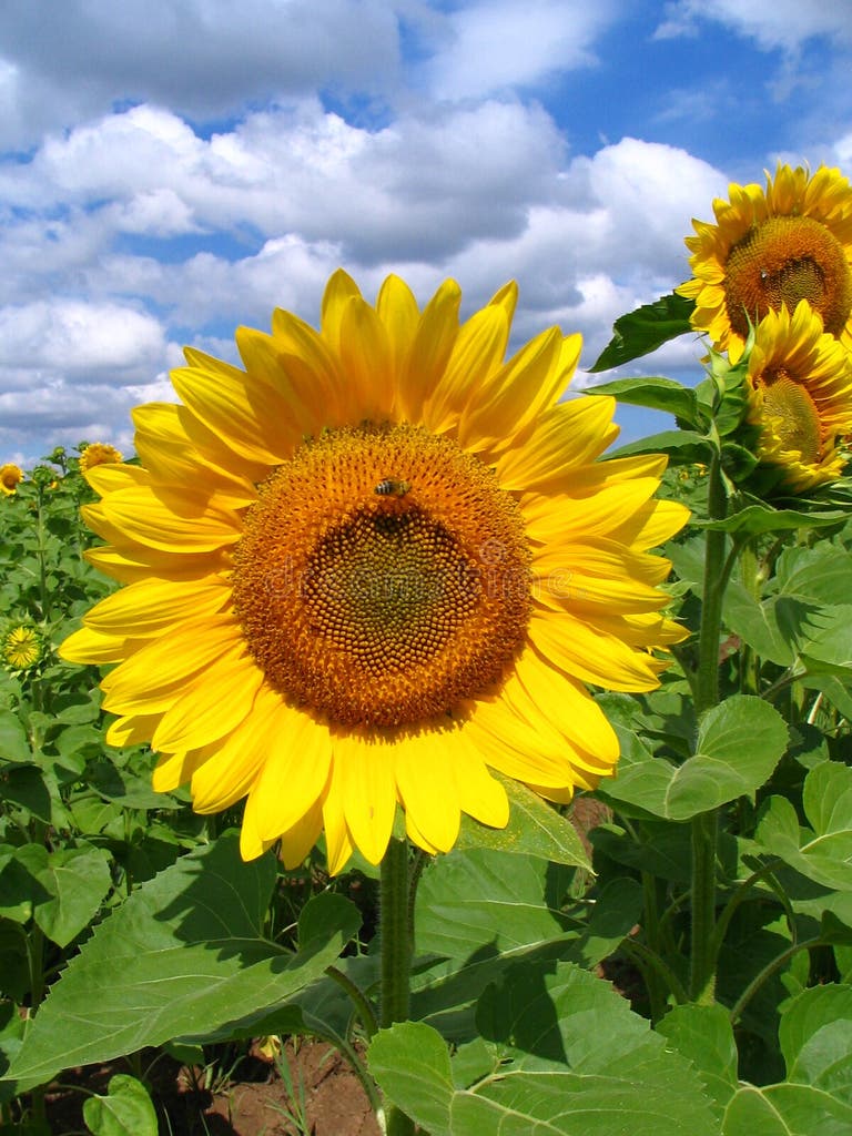 181 Sunflowers Different Colors Stock Photos - Free & Royalty-Free ...
