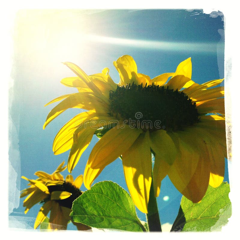 Sunflowers stock image. Image of nature, springtime, grow - 29252709