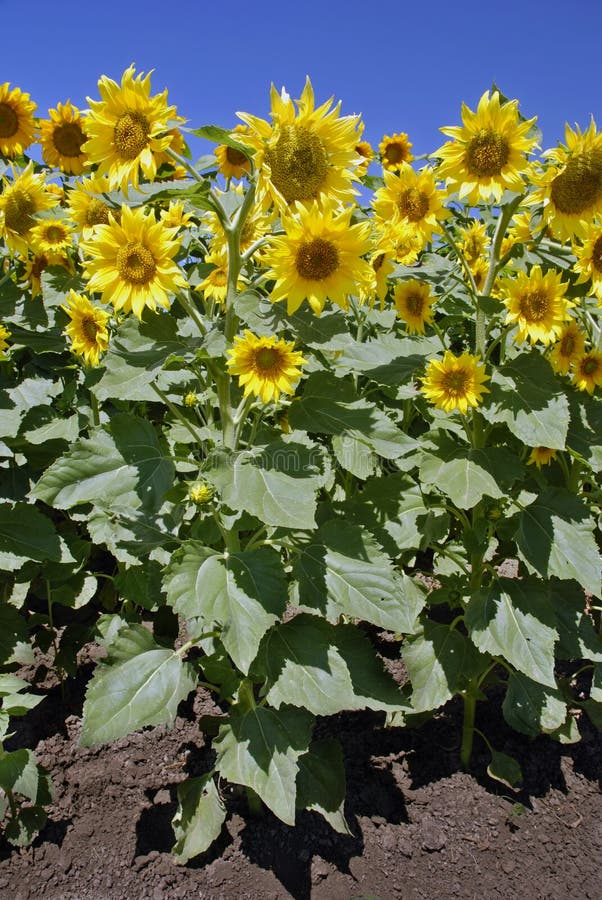 Sunflowers stock photo. Image of flower, blue, seasonal - 2942094