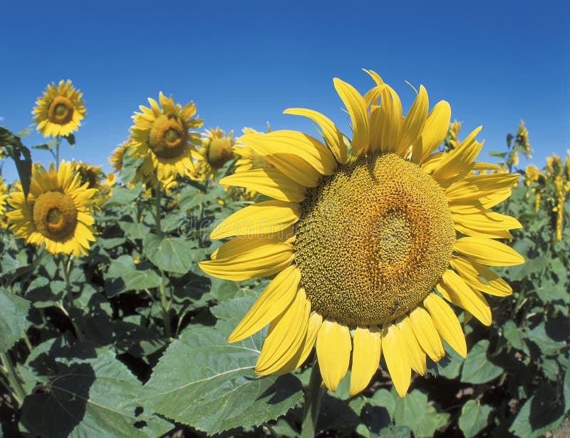 Sunflowers Free Stock Photos & Pictures, Sunflowers Royalty-Free and ...