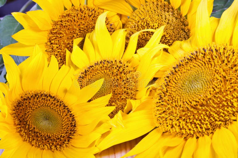 Sunflowers stock image. Image of solar, beautiful, sunny - 37705495