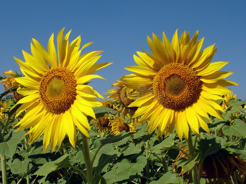 Sunflowers stock image. Image of flowers, natural, garden - 54627