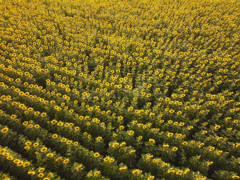 Sunflowers Agriculture Field Rows from Aerial View Stock Photo - Image ...