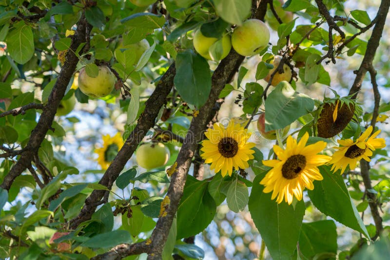 Sunflowers and Apples Growing in a Garden in Romania Stock Image ...