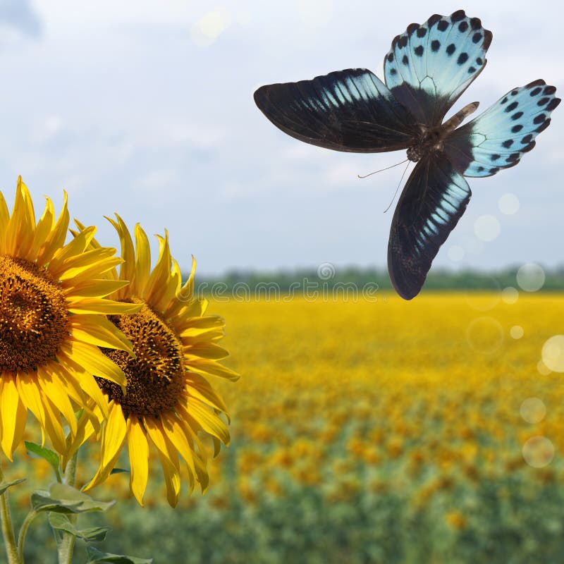 Sunflower and butterfly stock image. Image of lightness - 42945147
