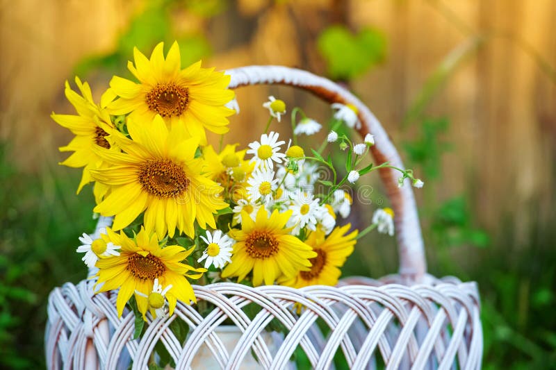 Sunflowers in basket stock photo. Image of nature, camomiles - 42993070