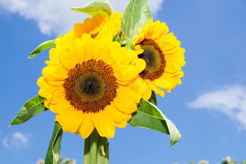 Sunflowers at Beautiful Summer Day Stock Photo - Image of flowers ...