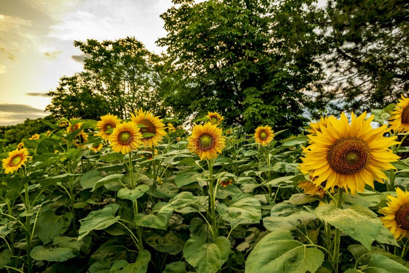 Groovy Sunflower Stock Photos - Free & Royalty-Free Stock Photos from ...