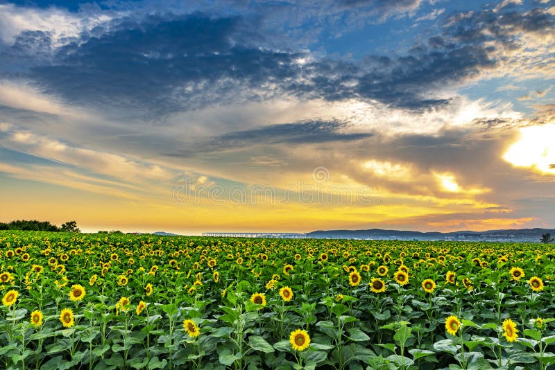 Groovy Sunflowers Stock Photos - Free & Royalty-Free Stock Photos from ...
