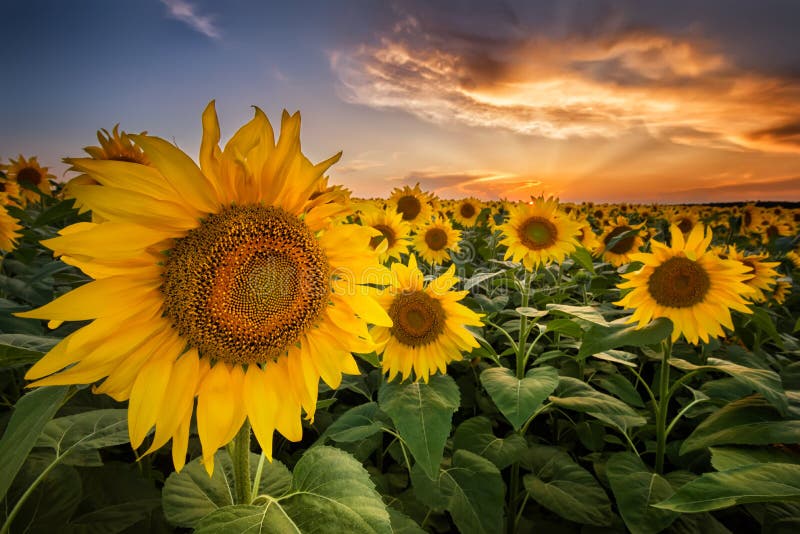 Sunflowers stock photo. Image of sunset, blue, color - 43628078