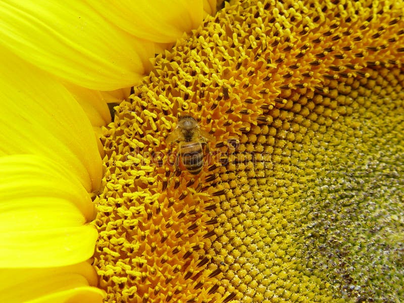 Turtle stock image. Image of fish, aquatic, turtle, swim - 61783