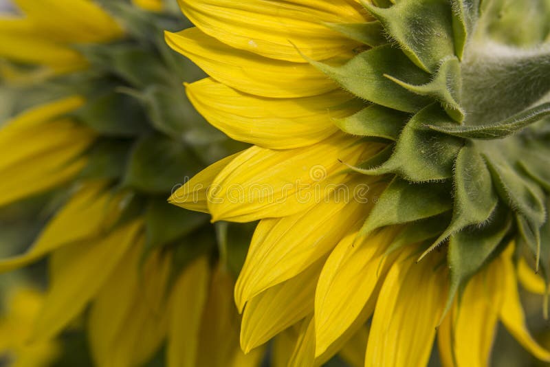 Sunflowers from behind stock image. Image of summer, field - 51079121
