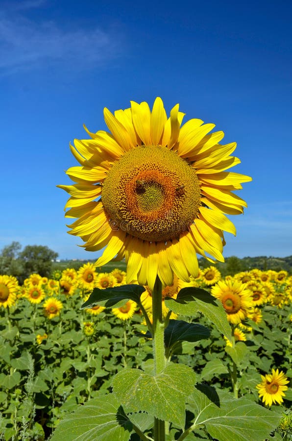 Sunflowers big one stock photo. Image of morning, sunset - 96316450