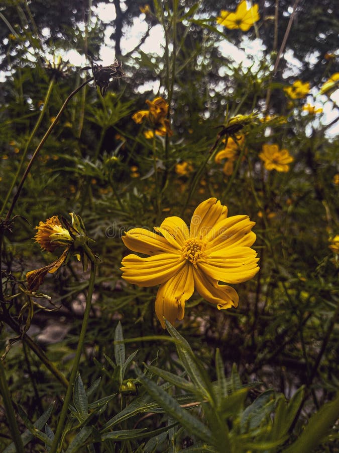 The BLOOM and WITHER of SUNFLOWER Stock Photo - Image of nature, wither ...