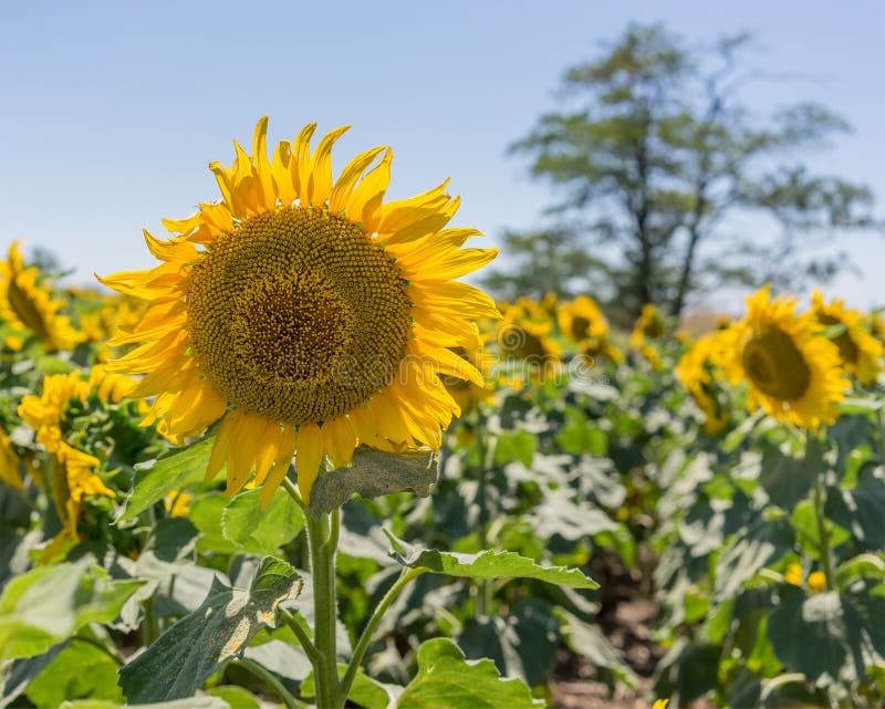 Sunflowers Blooming in Farm with Blue Sky Stock Image - Image of ...