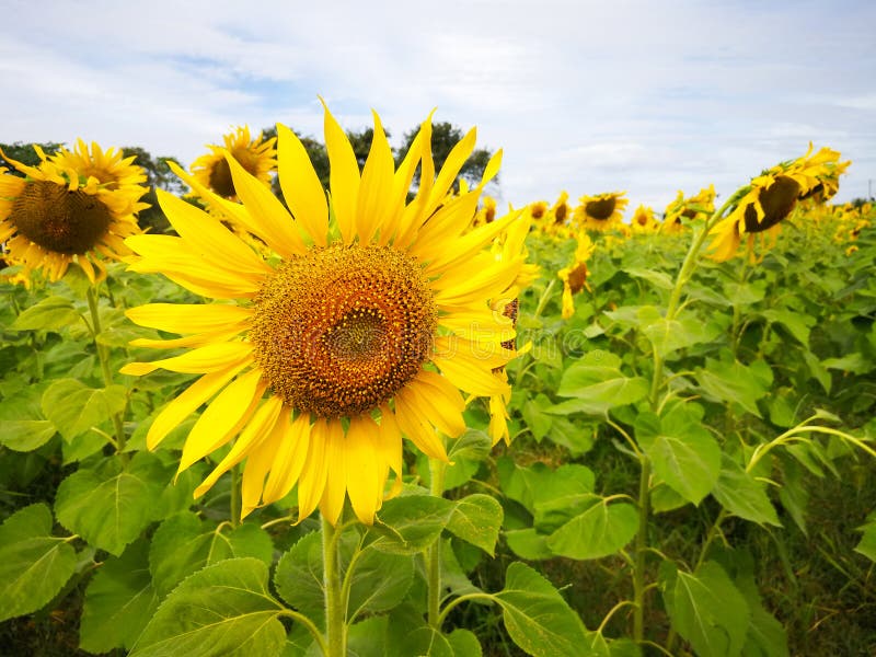 Sunflowers are Blooming on Trees. Stock Image - Image of trees, field ...