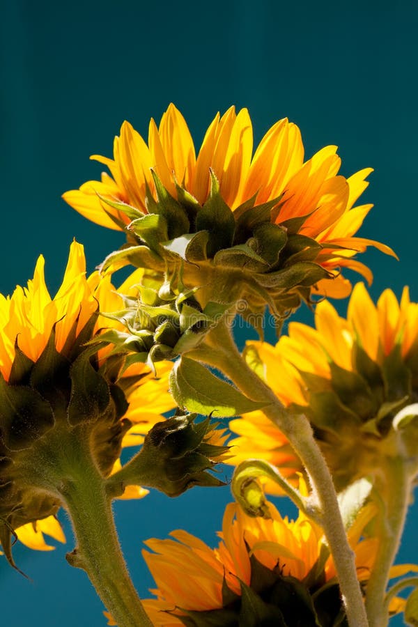 Sunflowers on Blue Background Stock Image - Image of petals, macro ...