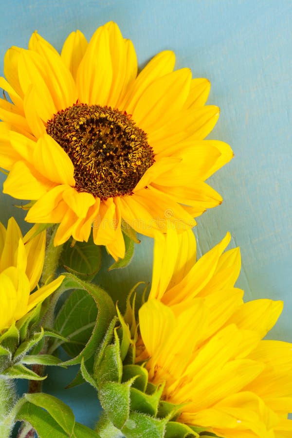 Sunflowers on blue stock image. Image of rough, petal - 96951891