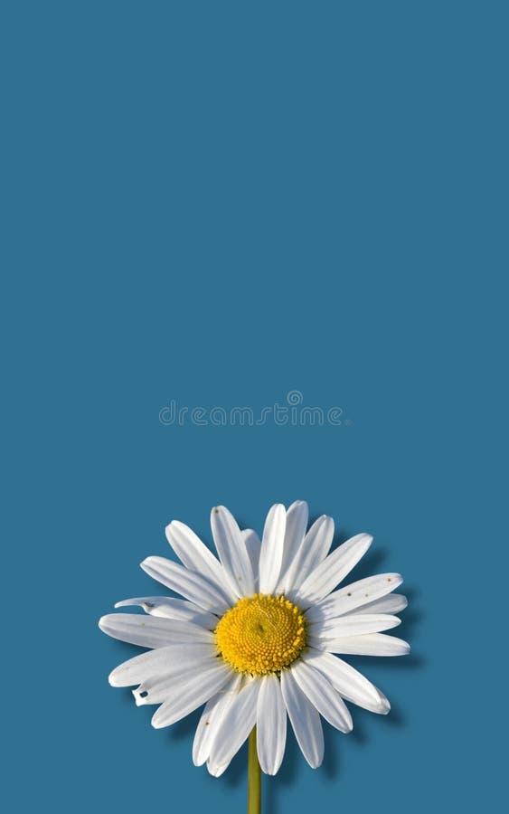 Sunflowers on Blue Negative Frame. Beautiful Flowers and Leaves on Blue ...