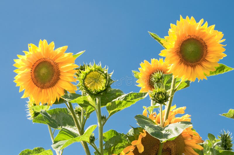 Sunflowers on blue sky stock photo. Image of botany, helianthus - 15788956