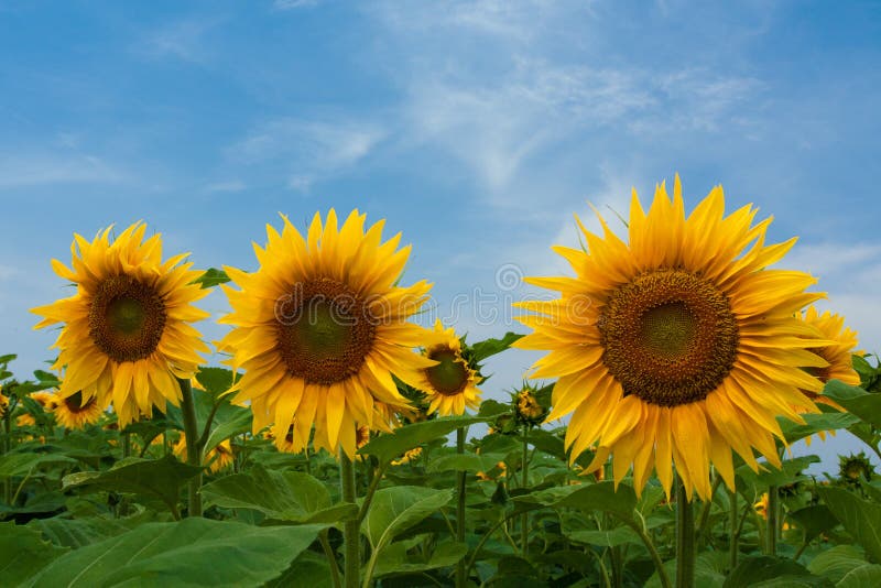 Sunflowers on blue sky stock photo. Image of golden, beautiful - 23285054