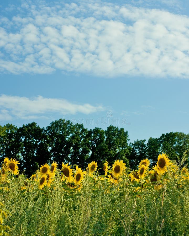 Sunflowers on a Blue Sky Background Stock Photo - Image of cloudy ...