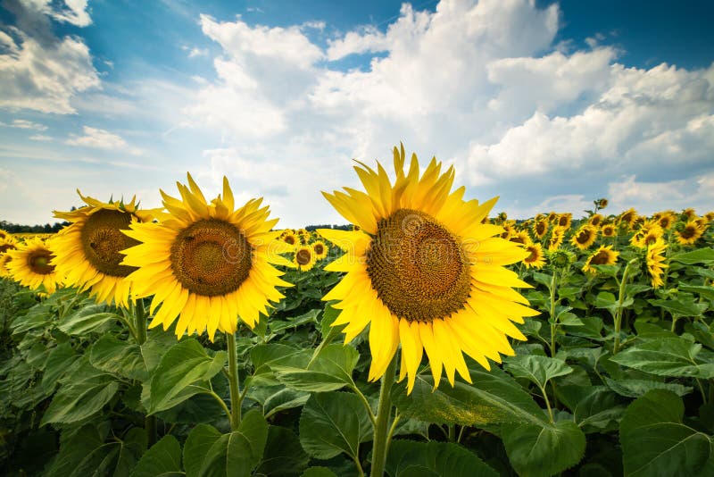 Sunflowers and blue sky stock image. Image of meadow - 226128497