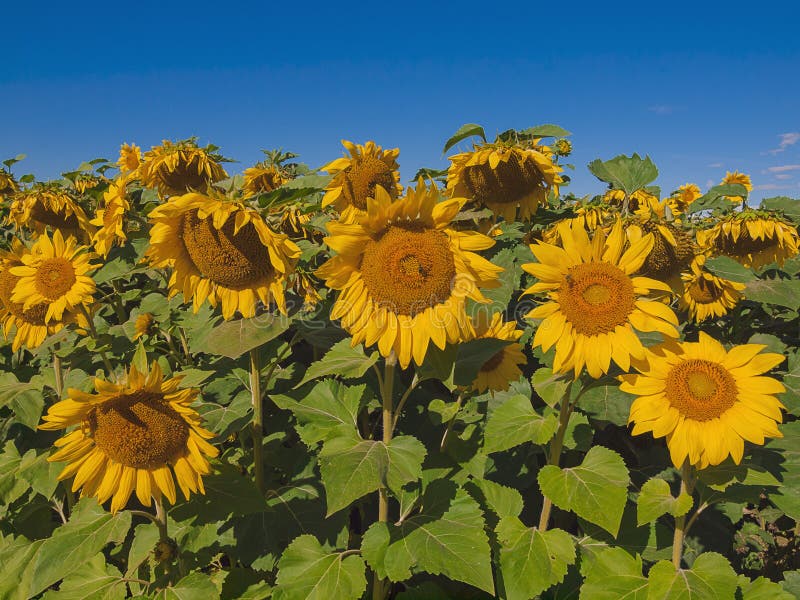 Sunflowers on Blue Sky Background. Stock Image - Image of mature ...