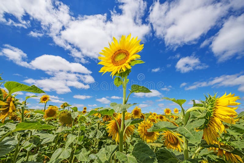 Sunflowers and blue sky stock photo. Image of field, flowers - 32761644