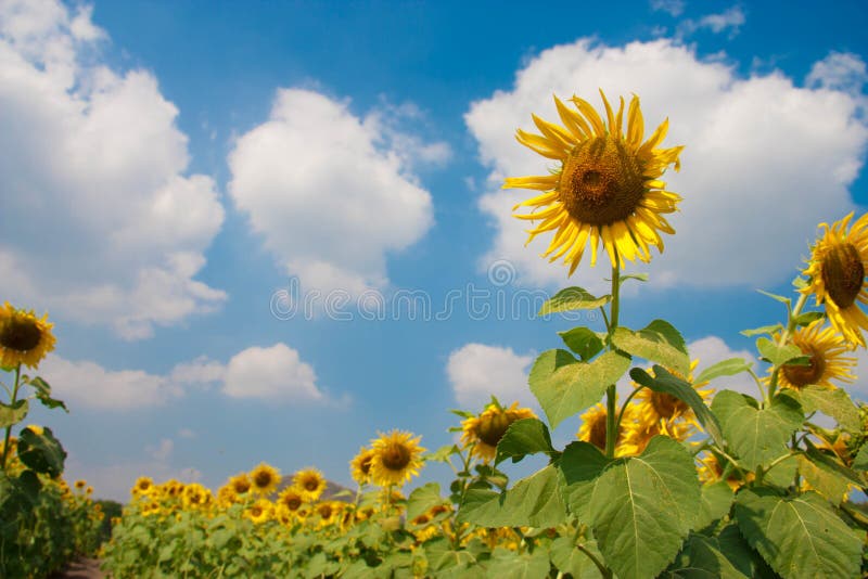 Sunflowers with blue sky stock photo. Image of floral - 67936622