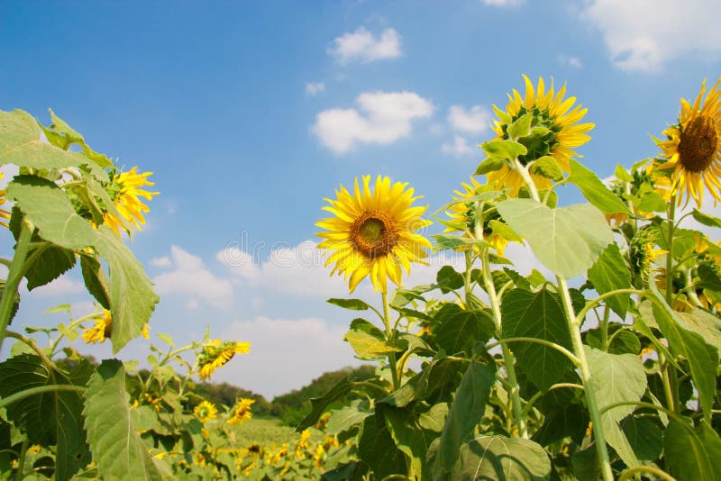Sunflowers with blue sky stock image. Image of field - 86648685