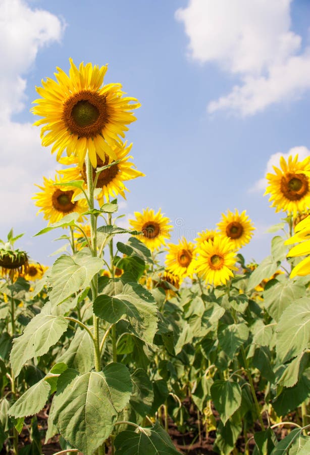 Sunflowers with blue sky stock photo. Image of orange - 86648696