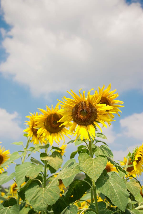Sunflowers with blue sky stock photo. Image of botany - 87093342