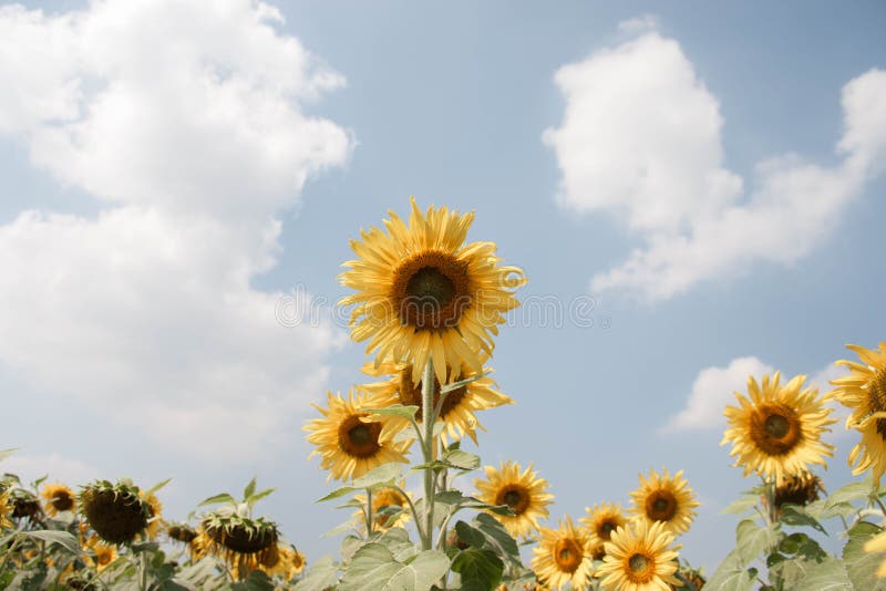 Sunflowers with blue sky stock image. Image of organic - 87093357