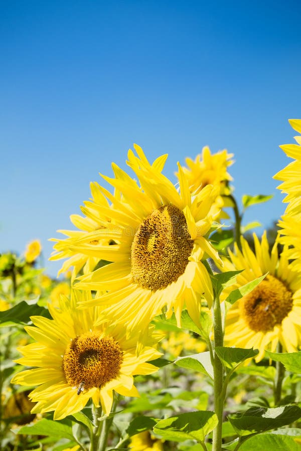 Sunflowers with blue sky stock photo. Image of growth - 75957376