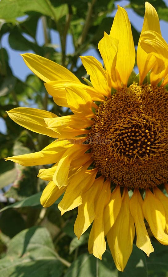 Sunflowers with Bright Sky Backrounds are Light Blue Stock Image ...