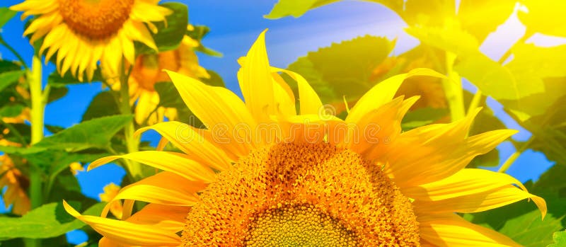 Sunflowers stock image. Image of nature, plant, sunlit - 43884139
