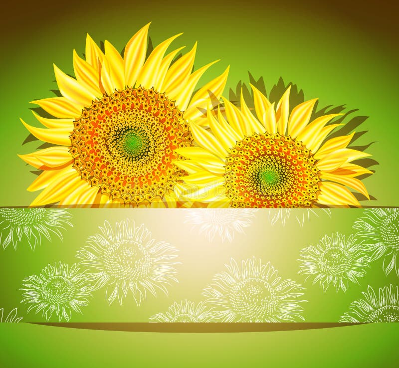 Sunflower background stock vector. Illustration of petal - 33041066