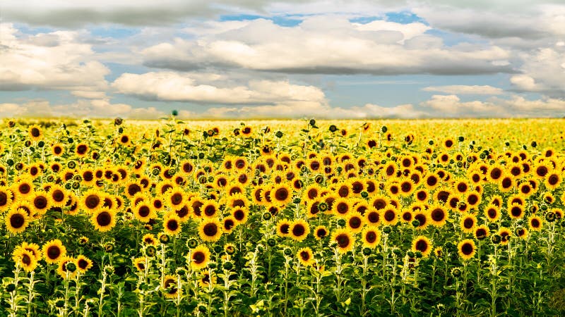 Sunflowers stock photo. Image of culture, warm, panoramic - 83300758