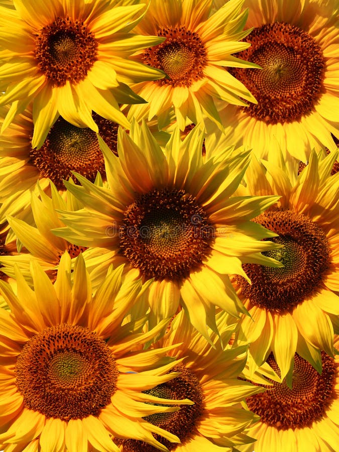Sunflower texture stock photo. Image of blossom, details - 14110720