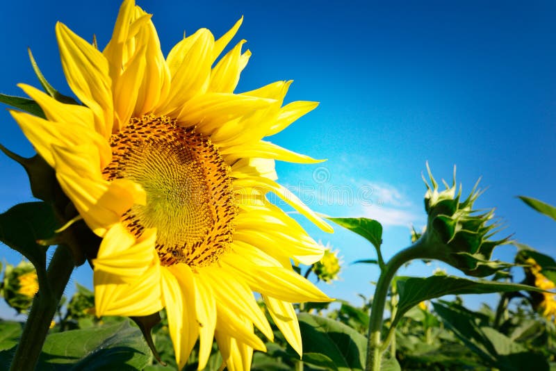Sunflowers stock image. Image of garden, golden, blue - 56592233
