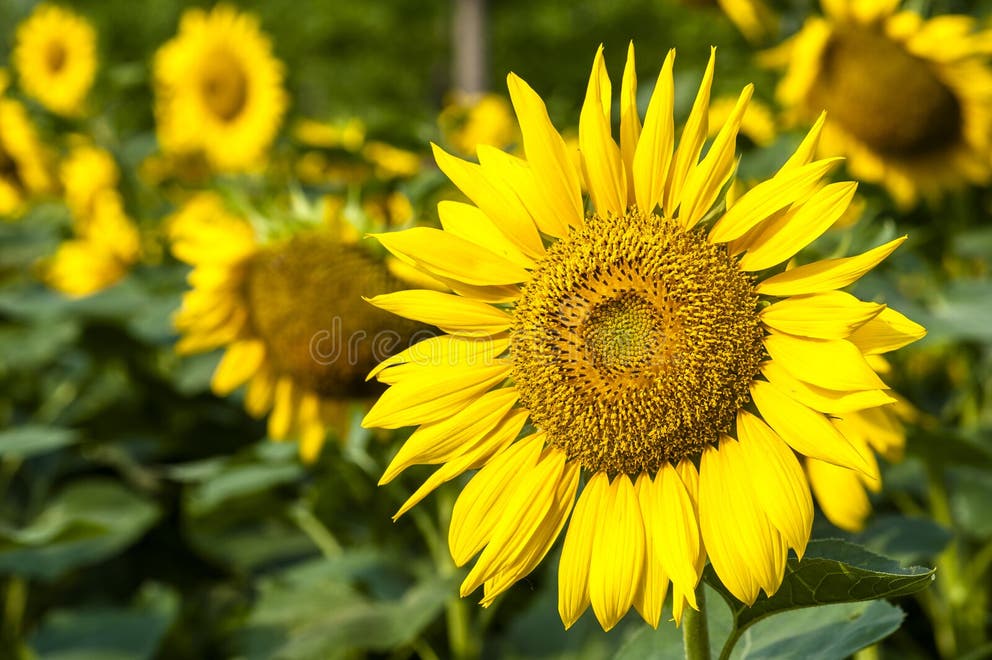 Sunflowers stock image. Image of flower, yellow, field - 32392277