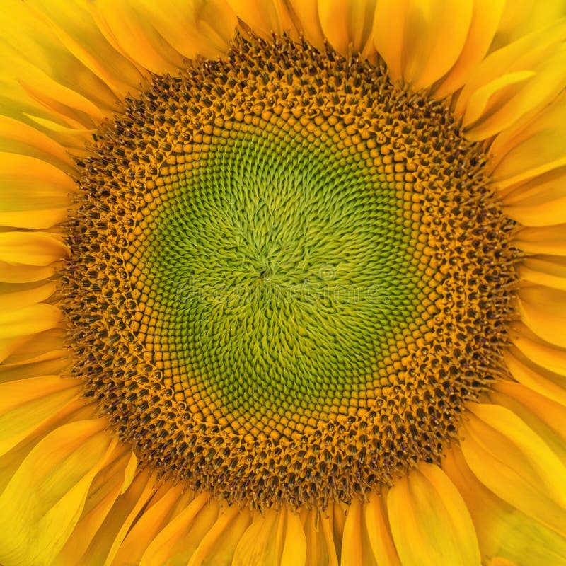 Sunflowers stock image. Image of center, summer, orange - 43634959
