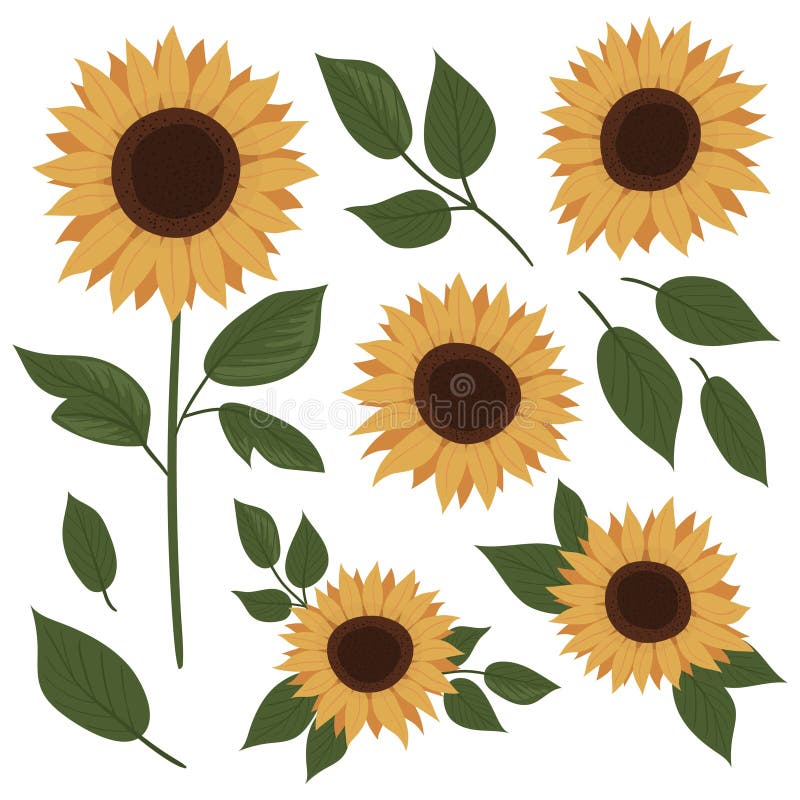 Sunflowers. Collection of Botanical Elements for Design Stock Vector ...
