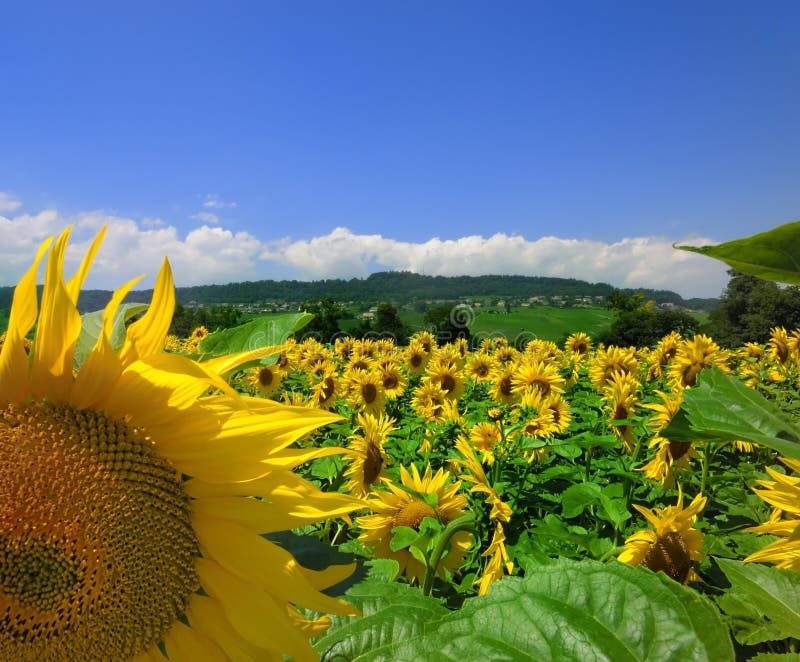 Sunflowers and Country Scene Stock Photo - Image of organic, daisy: 5907288