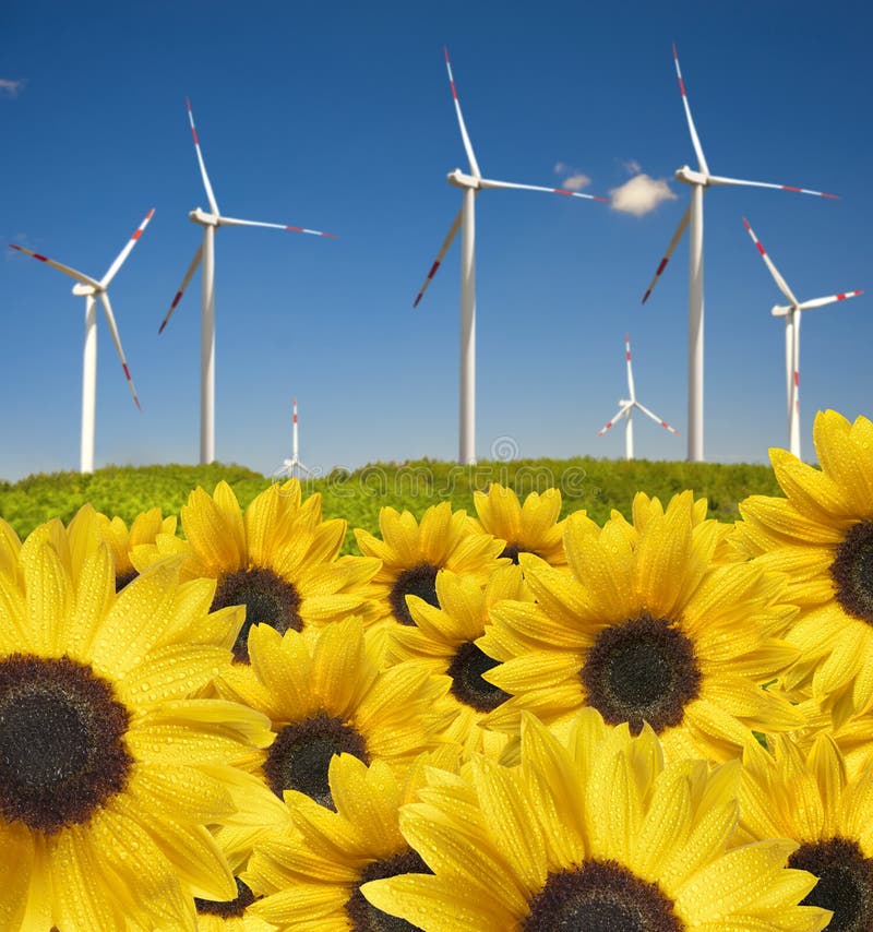 Sunflowers with Drops Ahead Wind Power Plant Stock Image - Image of ...