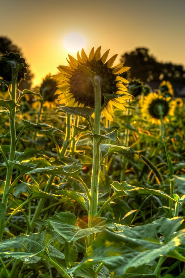 Sunflowers Face into the Sun Stock Image - Image of plant, outside ... Sunflowers Face into the Sun Stock Image - Image of plant, outside ...