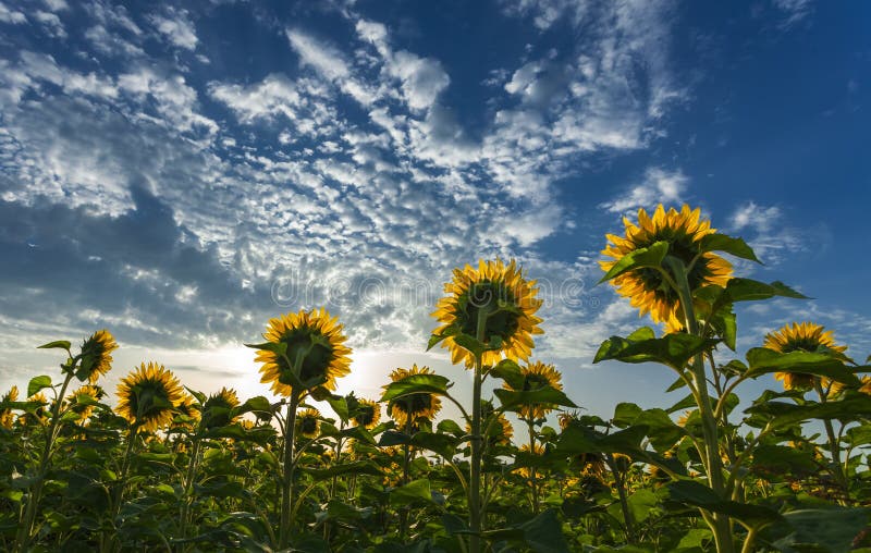 Sunflower Field with Sunset Stock Photo - Image of evening, fantastic ...