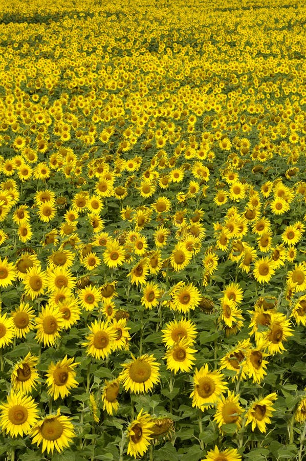 Sunflowers field stock image. Image of hedge, seasons - 7594687